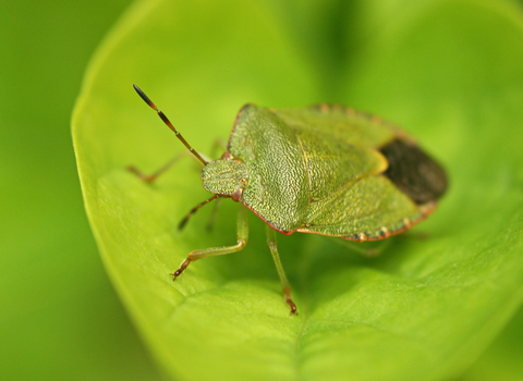 Common green shieldbug | IUCN UK Peatland Programme